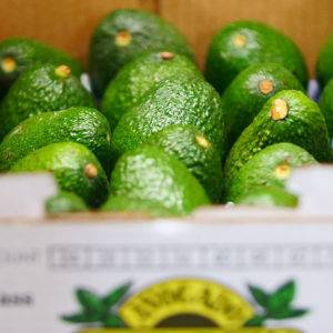 New leadership continues Del Rey Avocado’s strong legacy